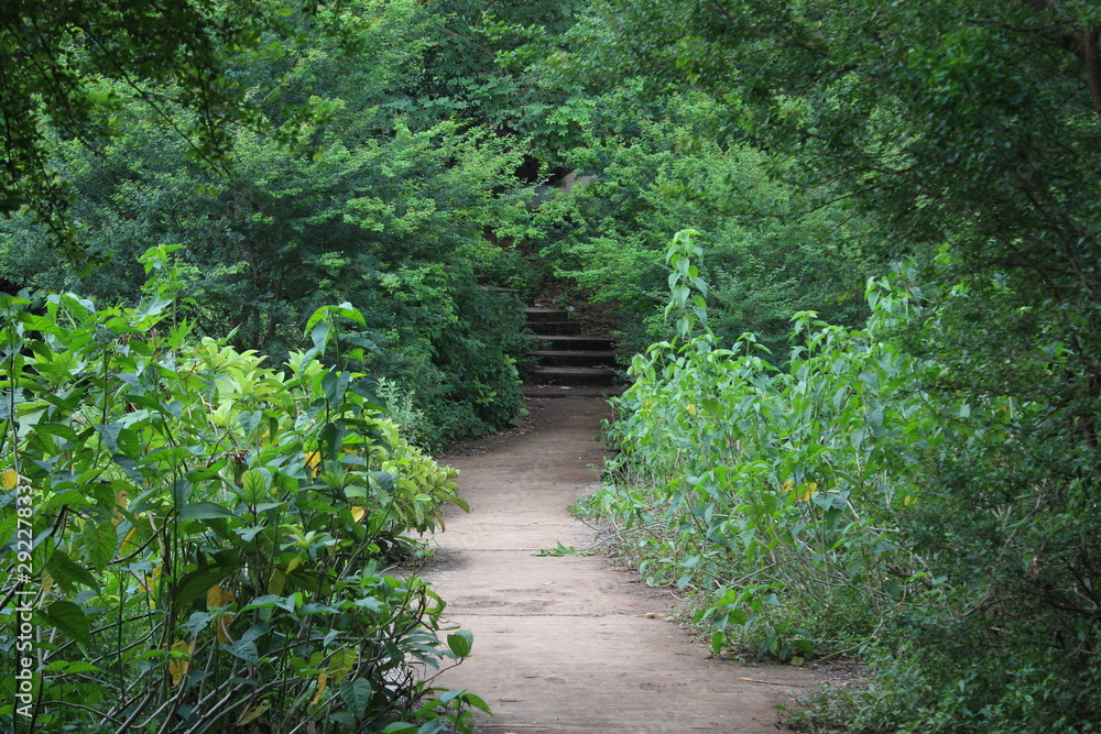 Way to nature. The way going through green Forrest. The pathway is ...