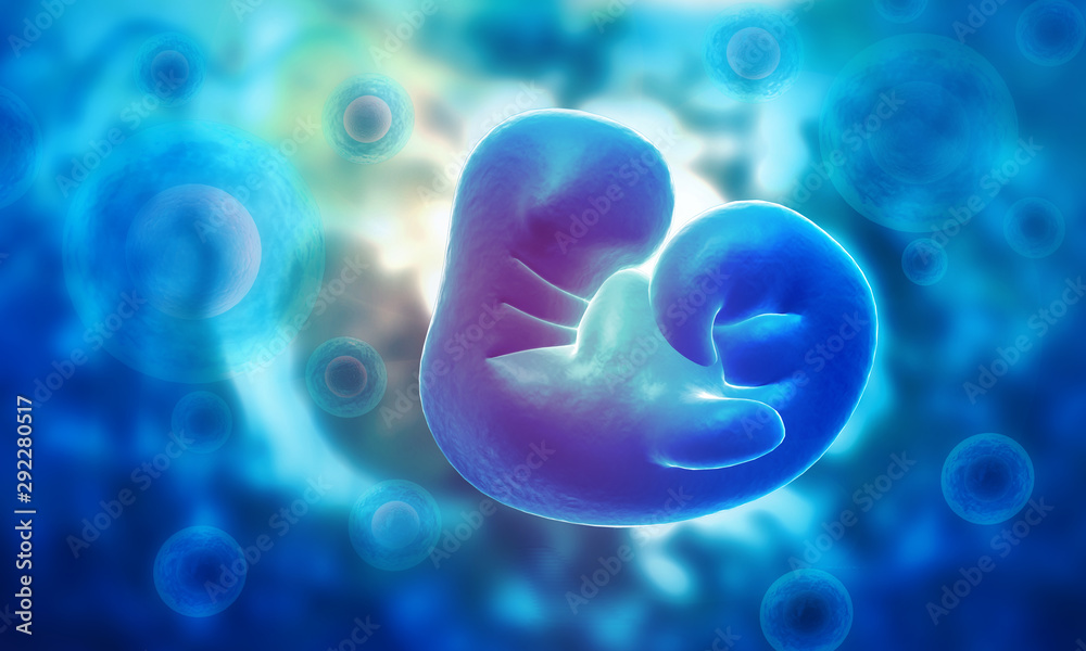 Anatomy of fetus with medical background. 3d render Stock Illustration ...
