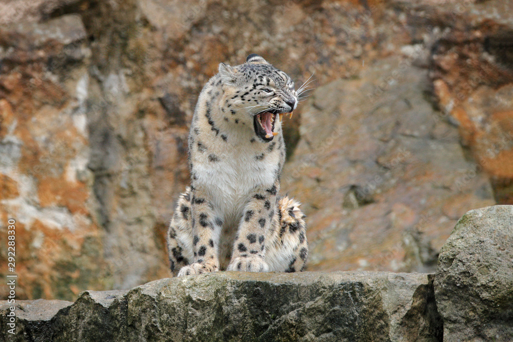Snow leopard with open muzzle mouth with teeth, sitting in the nature ...