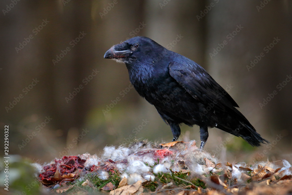 Raven with dead kill hare, sitting on the stone. Bird behavior in ...