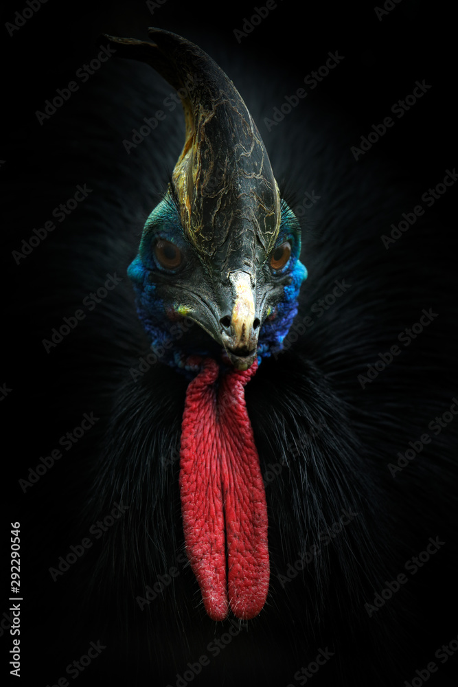 Nature art portrait. Detail of Southern cassowary, Casuarius casuarius ...