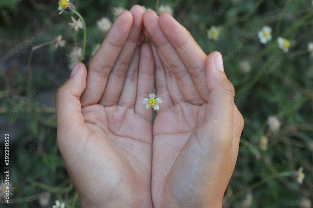Tiny flower in an open hand. Top view of human hand holding little ...