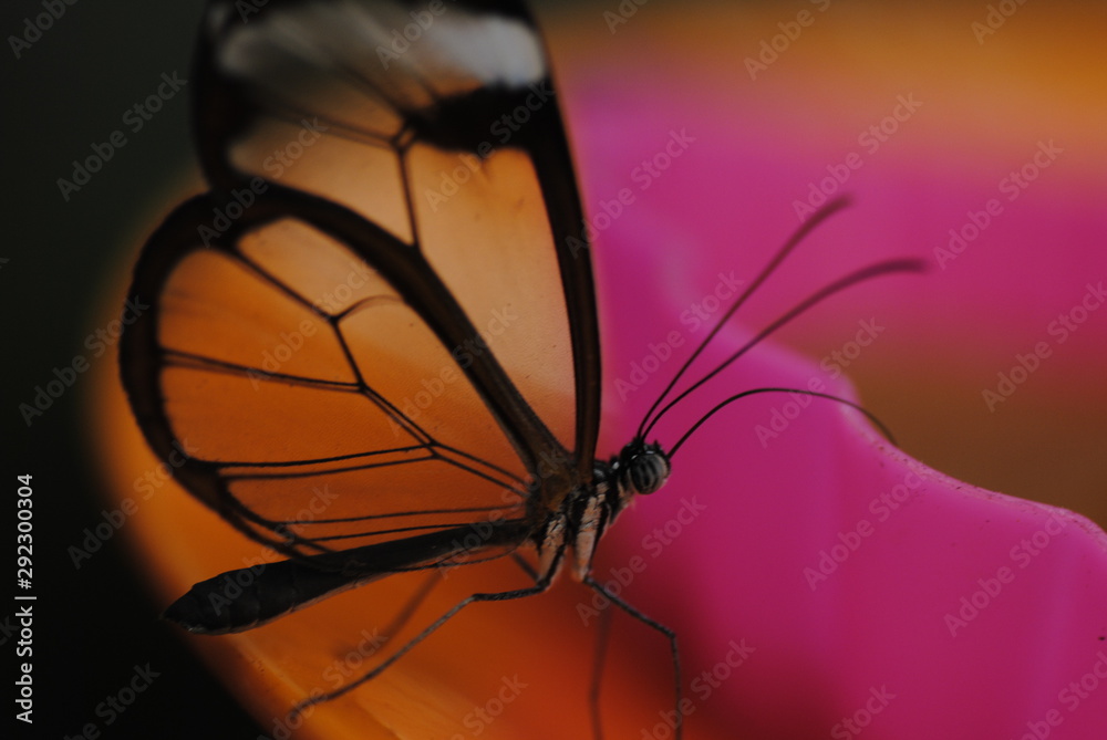 Mariposas posadas en flores foto de Stock | Adobe Stock