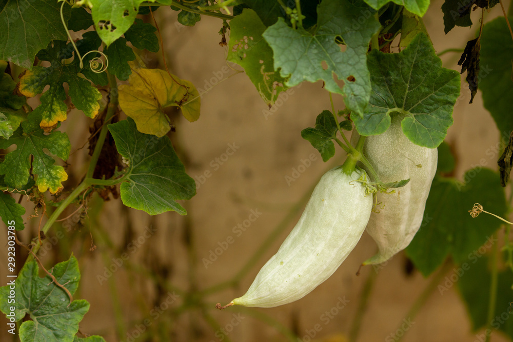 Snake Gourds in a home garden. Also called as Serpent gourd Stock Photo ...