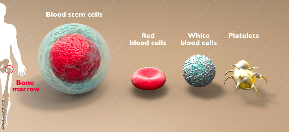 Blood stem cell is an immature cell that can develop into all types of ...