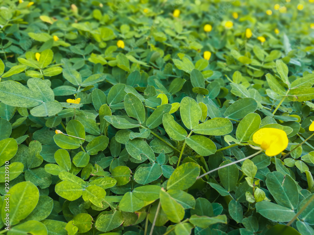 Close-up of Green grass Pinto Peanut plants (Arachis pintoi ...