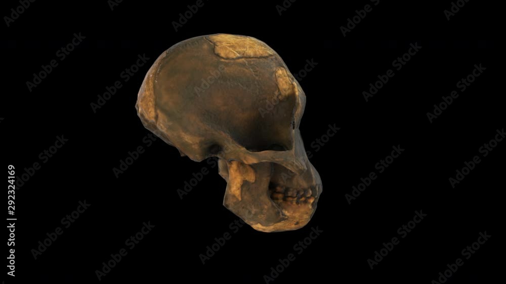 Australopithecus Afarensis Lucy - rotation LOOP- 3D scan model ...