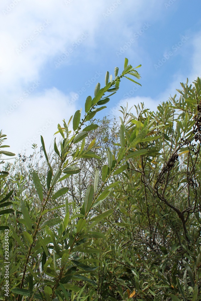 Arroyo Willow