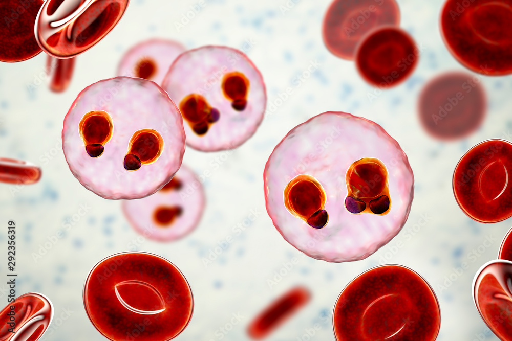 The malaria-infected red blood cells. 3D illustration showing ring-form ...