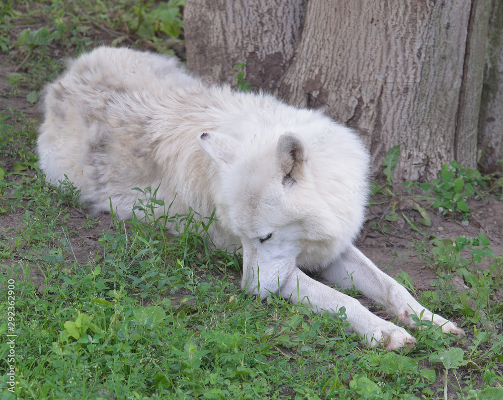 Arctic Wolf sniffing the ground Stock Photo | Adobe Stock