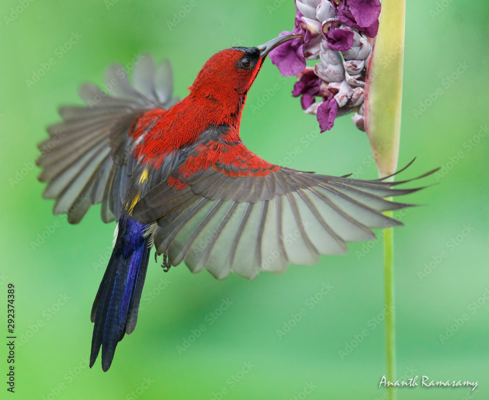 Crimson Sunbird