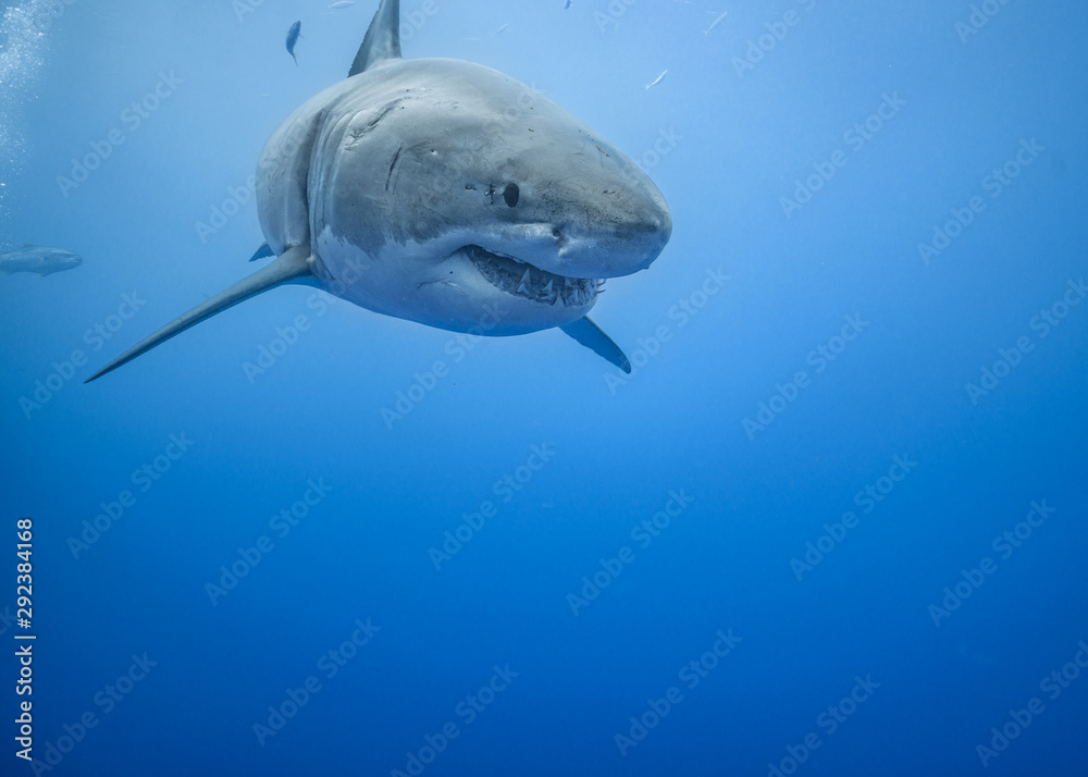 Great White Shark, Guadalupe Island, Isla Guadalupe, White Shark, Cage ...
