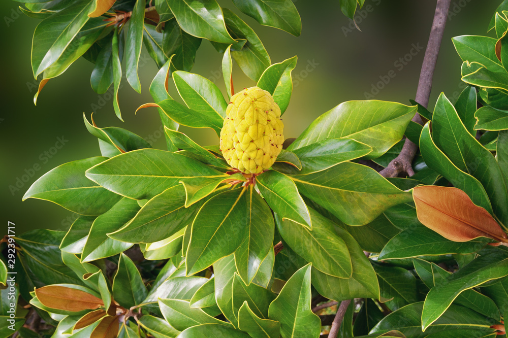 Magnolia Tree Leaf Pictures