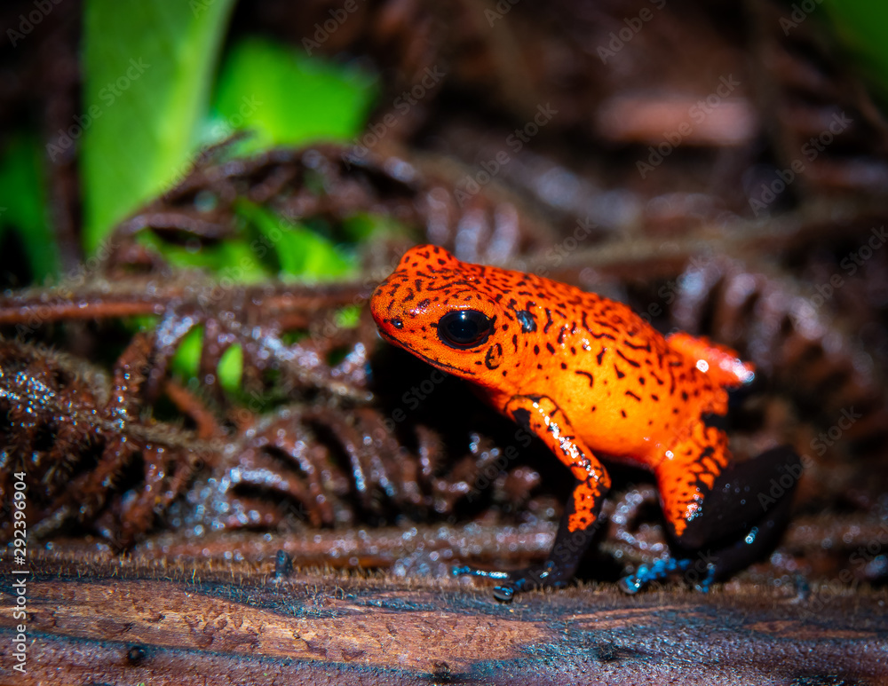 Cahuita National Park, Costa Rica wildlife. Strawberry poison frog or ...
