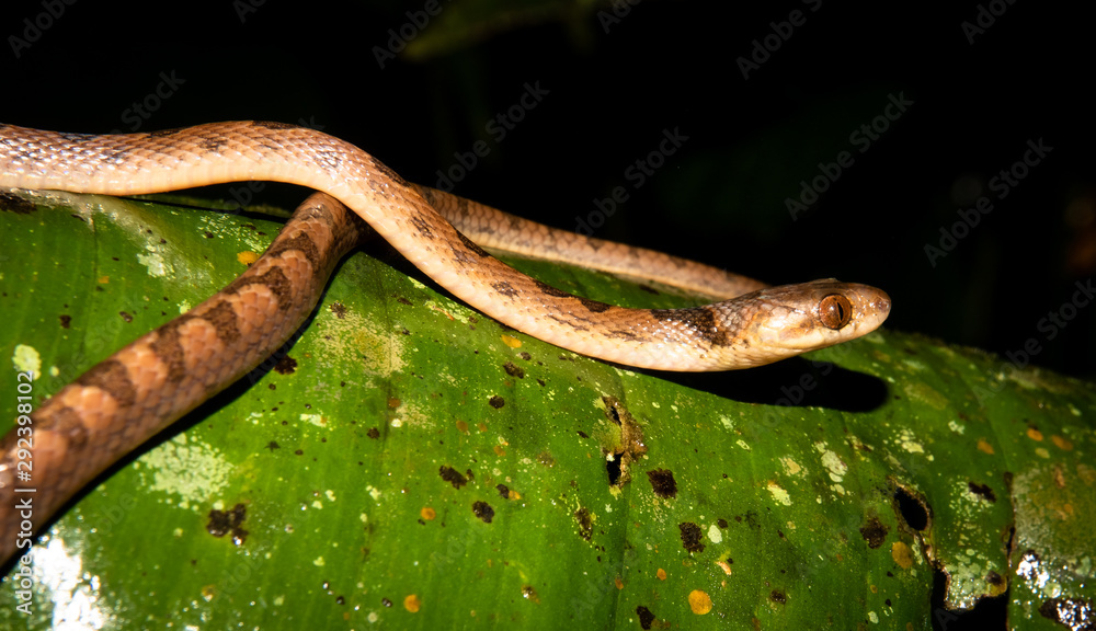 Cat-eyed snake, Costa Rica. Reptile of Corcovado National Park, Osa ...