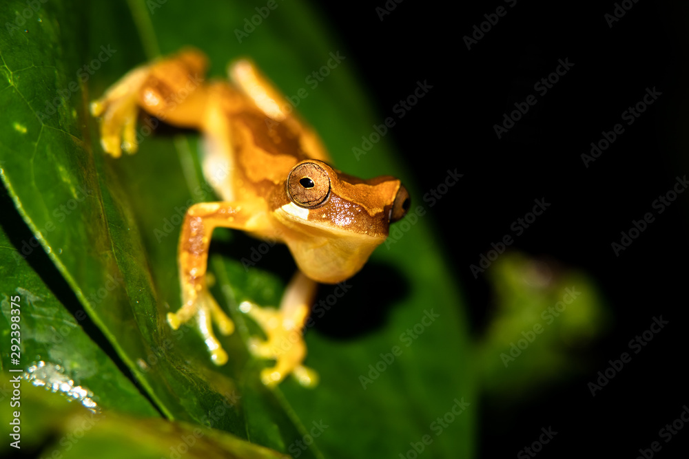 Wildlife of Costa Rica. Hourglass tree frog (Dendropsophus ebraccatus ...