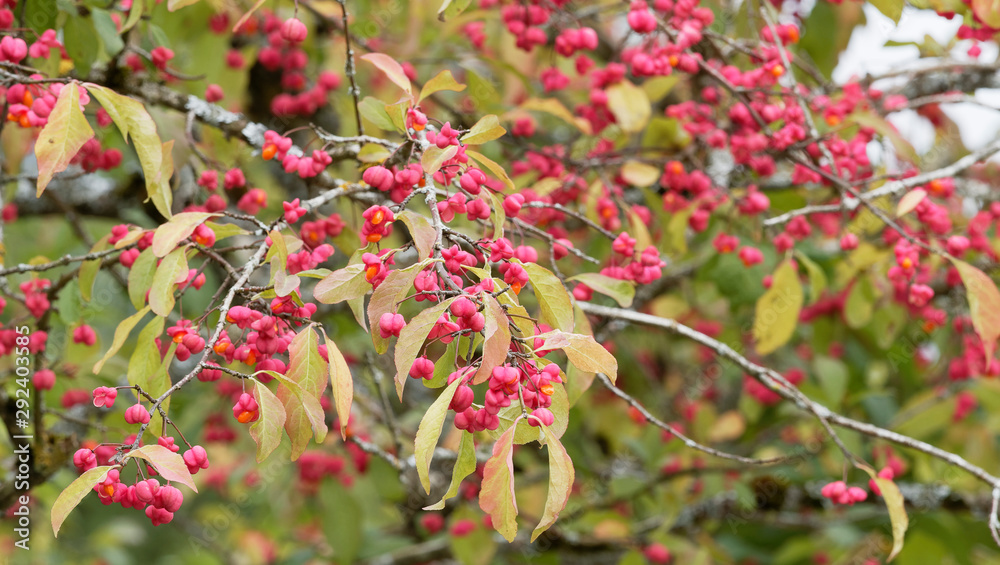 (Euonymus europaeus) Fusain d'Europe aux fruits en forme de capsules ...