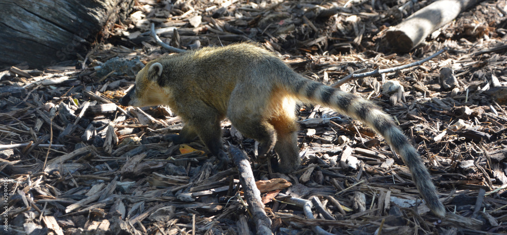 The South American coati (Nasua nasua), also called ring-tailed coati ...