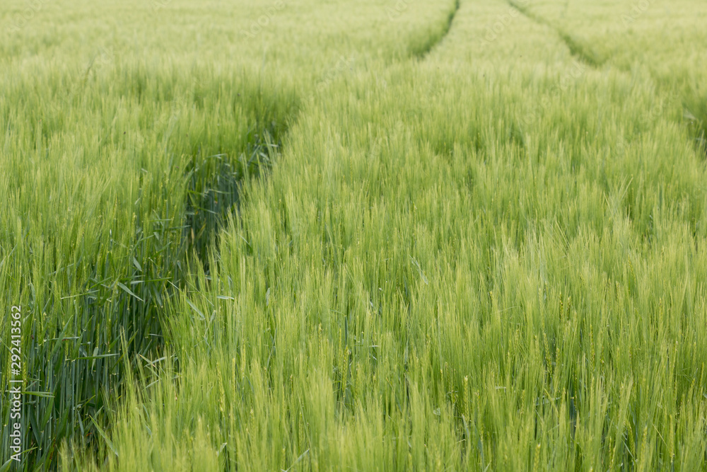 Big grainfields in the middle of the german countryside Stock Photo ...