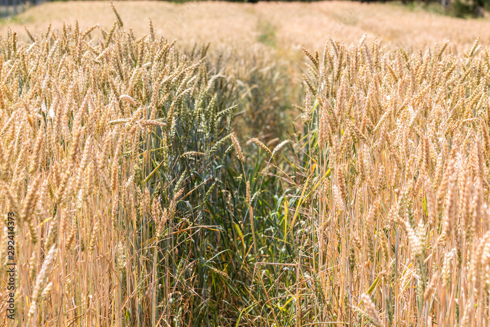 Big grainfields in the middle of the german countryside Stock Photo ...
