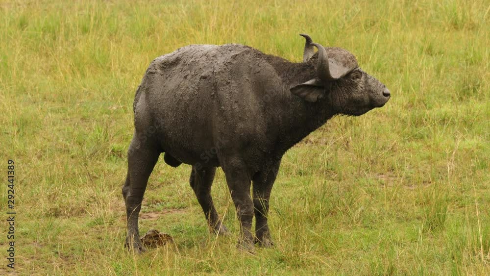 African buffalo pooping Stock ビデオ | Adobe Stock
