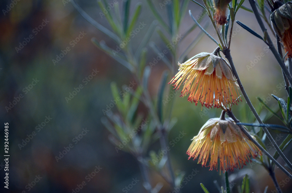 Australian native wildflower the Yanchep Rose, Diplolaena angustifolia ...