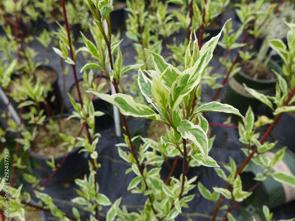 Variegated Red Osier Dogwood at Plant Nursery Stock Photo | Adobe Stock