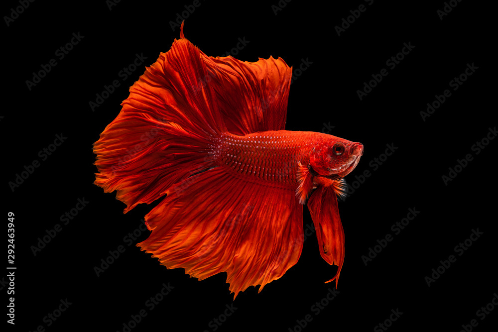 The moving moment beautiful of red siamese betta fish or fancy betta ...