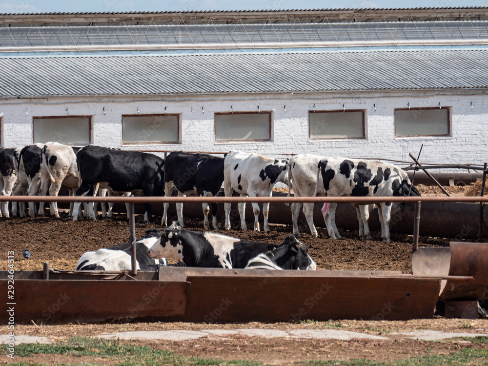 Large cattle farm. State farm supplies milk and meat to the entire ...