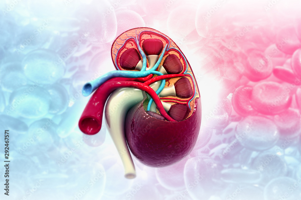 Human kidney anatomy on medical background. 3d illustration . Stock ...