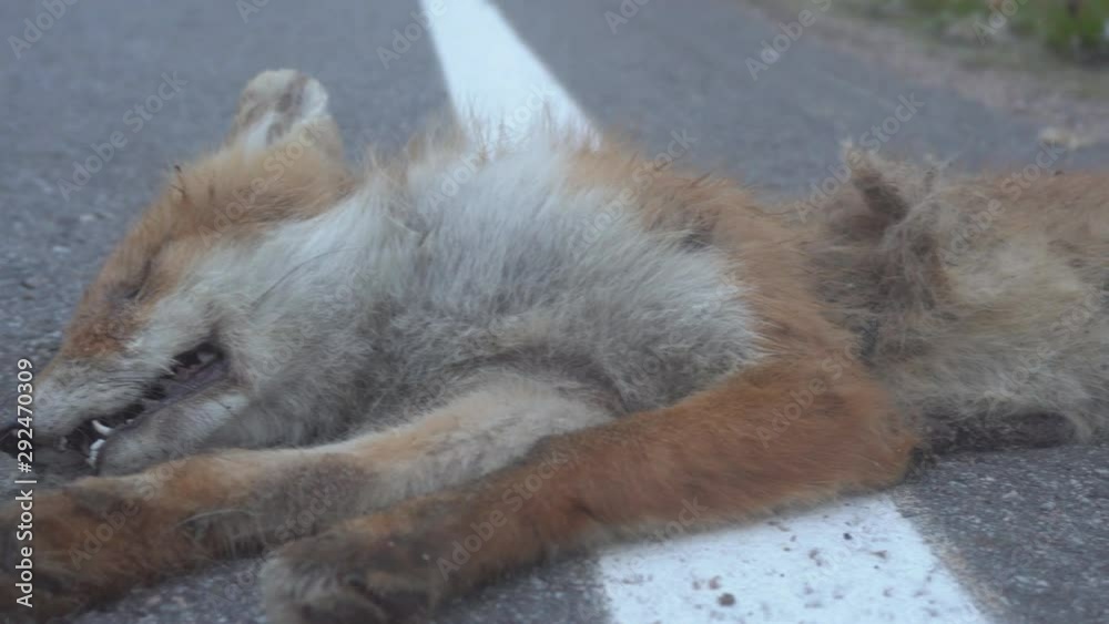 Animals hit on the roads by cars. A European fox (Vulpes vulpes) Red ...