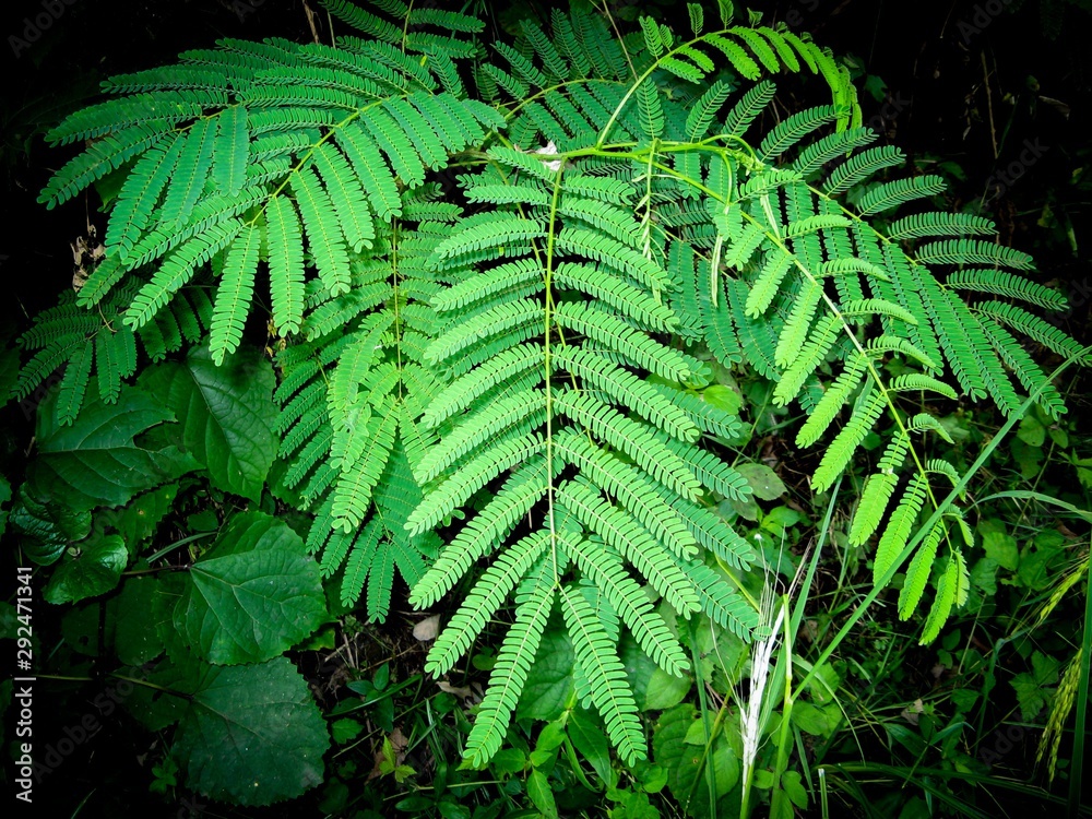 Green gleditsia leaves. Gleditsia tree branch with blue sky background ...