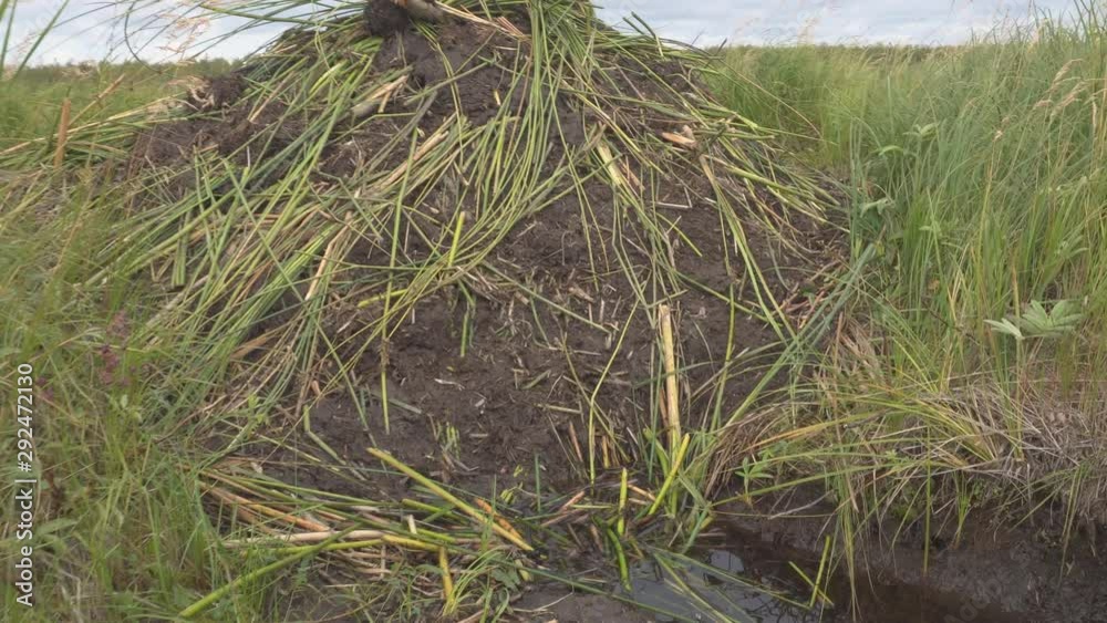 This impressive perennial hut (lodge) muskrat (Ondatra zibethica) built ...
