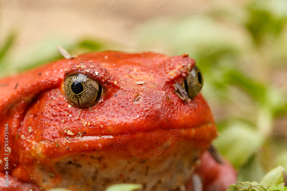 Big red Tomato frog, species of genus Dyscophus, Dyscophus antongilii ...