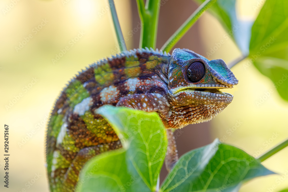 Panther Chameleon Habitat
