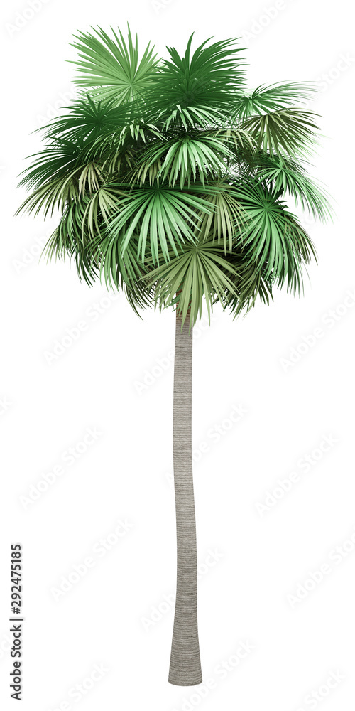 sabal palm tree isolated on white background Stock Illustration | Adobe ...