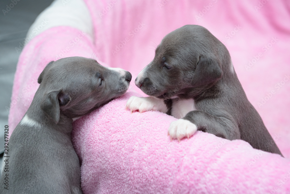 Szczeniaki whippety charty bawią się błękitne rodzeństwo Stock Photo ...