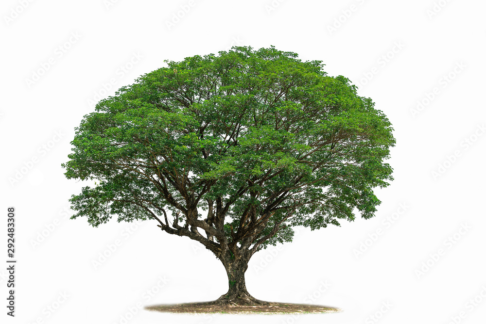 Tree isolated on white background .Tropical Tree Stock Photo | Adobe Stock