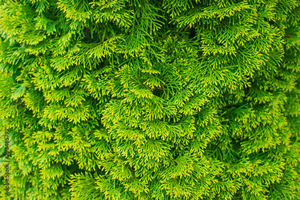 Closeup of green leaves of Thuja trees. Green Thuja occidentalis ...