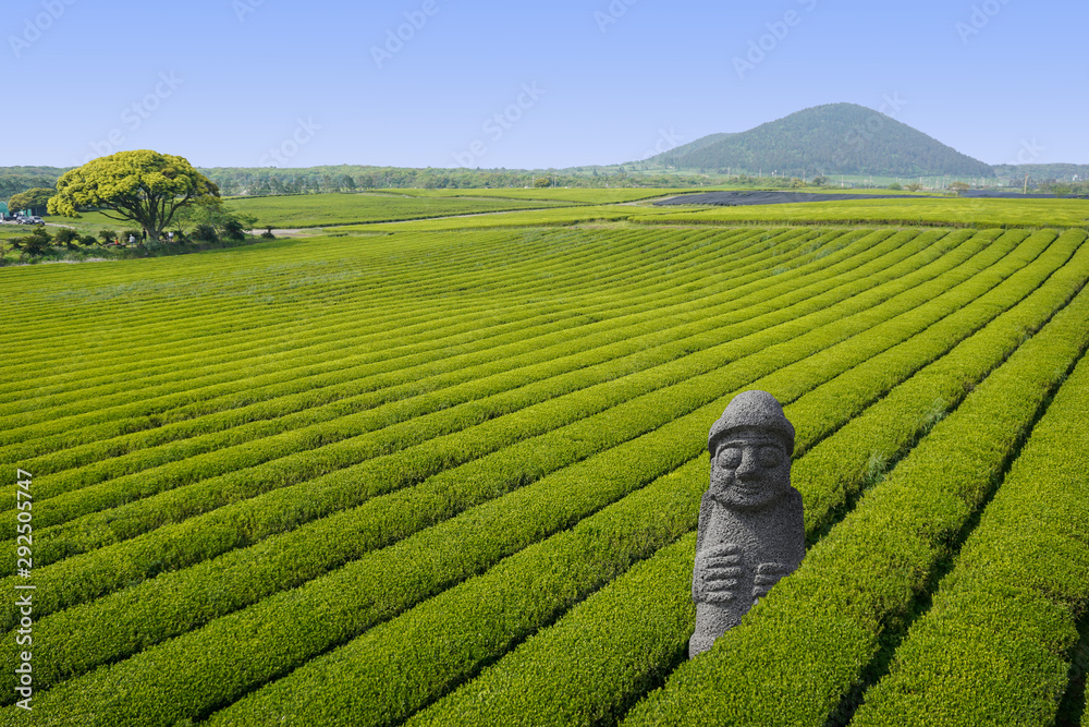 Dol hareubang Jeju sculpture statue in green Tea fields in Jeju Island ...
