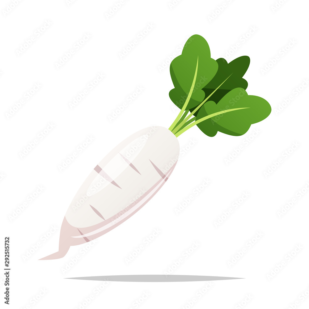 White radish vector isolated illustration Stock Vector | Adobe Stock