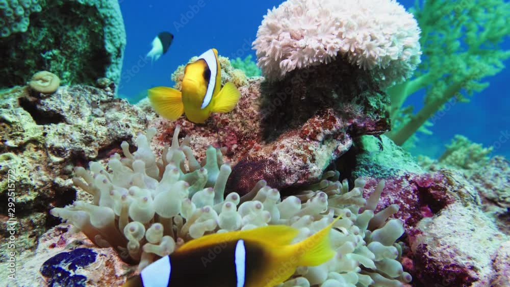 Nemo clown fish in the anemone on the colorful healthy coral reef ...