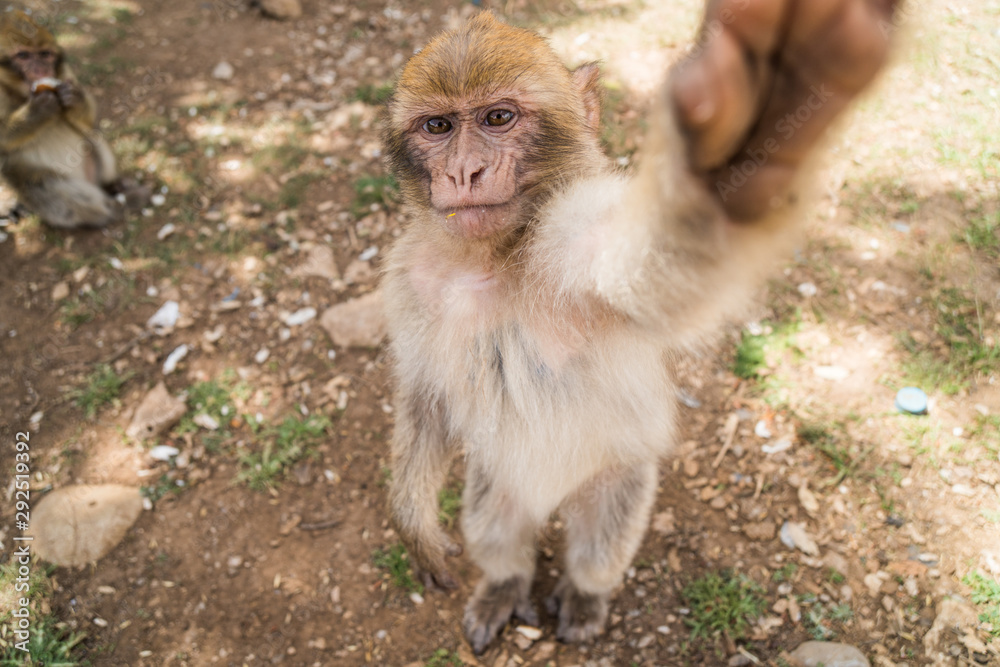Monkeys Holding Hands