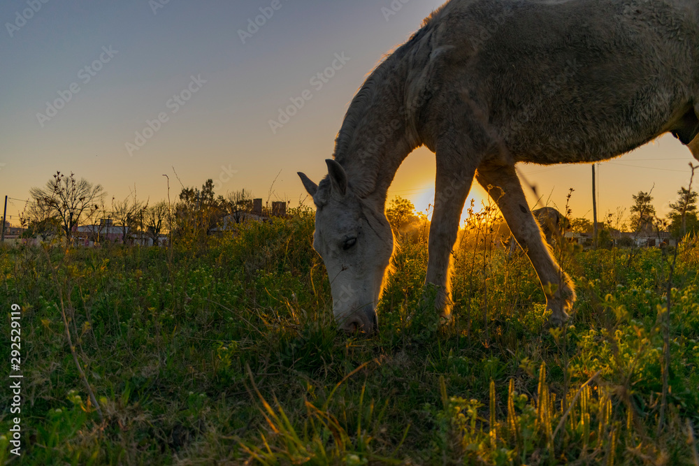 Caballo de Carga con el Sol Detrás al Atardecer de un Pueblo Humilde ...