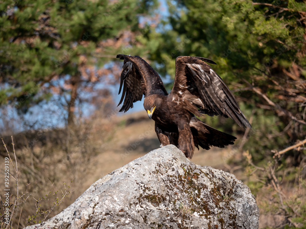 Golden eagle (Aquila chrysaetos) in flyight. Golden eagle portrait ...