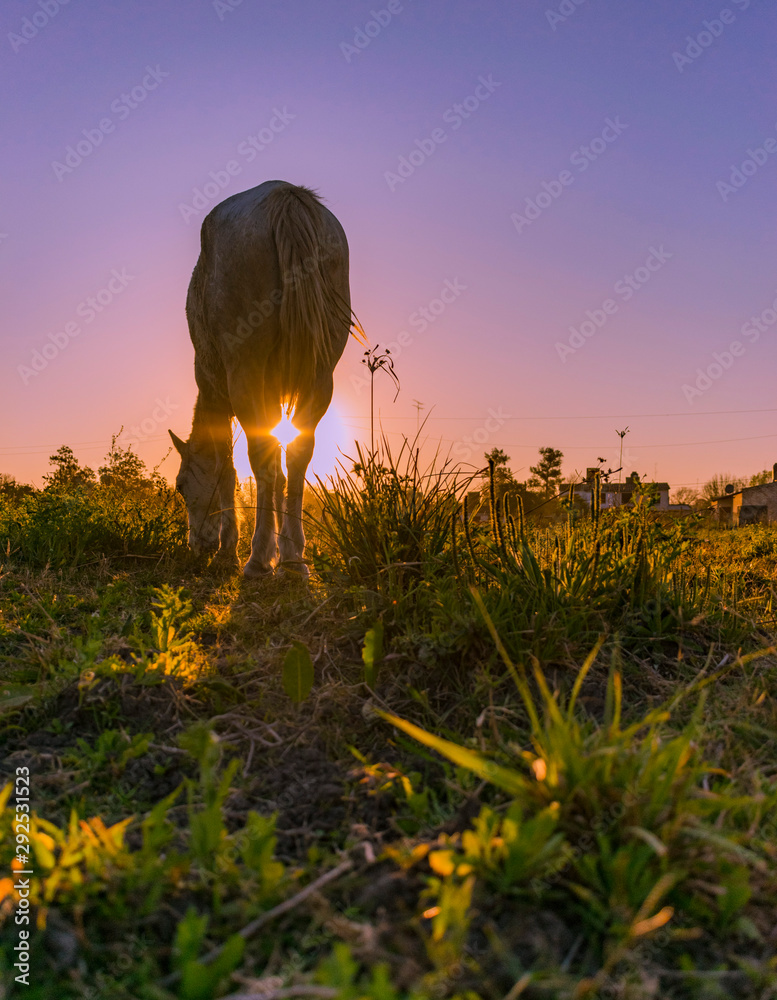 Caballo de Carga con el Sol Detrás al Atardecer de un Pueblo Humilde ...