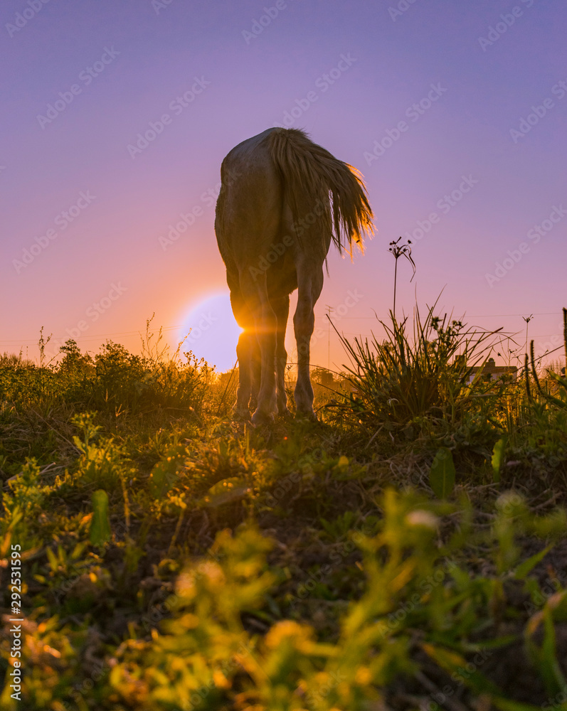 Caballo de Carga con el Sol Detrás al Atardecer de un Pueblo Humilde ...