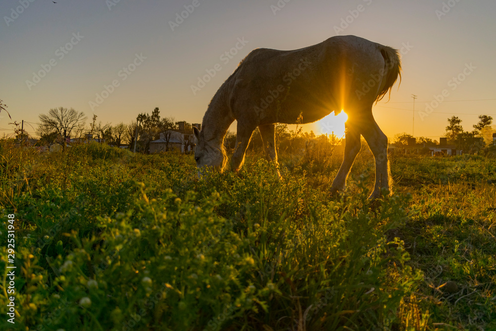 Caballo de Carga con el Sol Detrás al Atardecer de un Pueblo Humilde ...