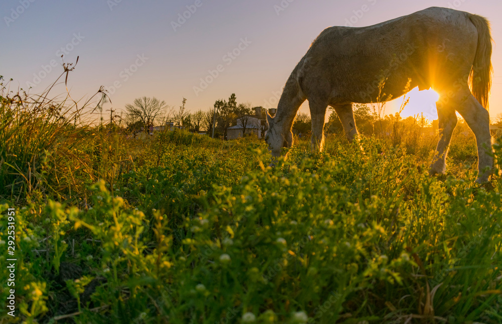 Foto de Caballo de Carga con el Sol Detrás al Atardecer de un Pueblo ...