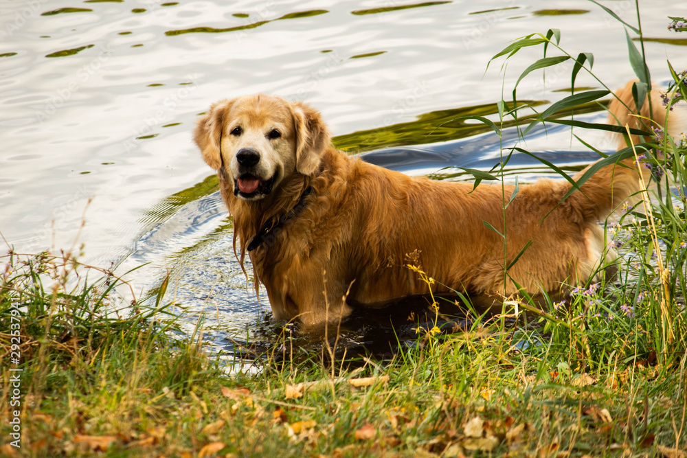 big dog stand into river, wet animals, green nature Stock Photo | Adobe ...
